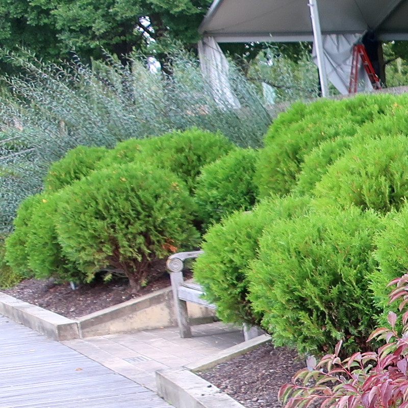 dwarf arborvitae