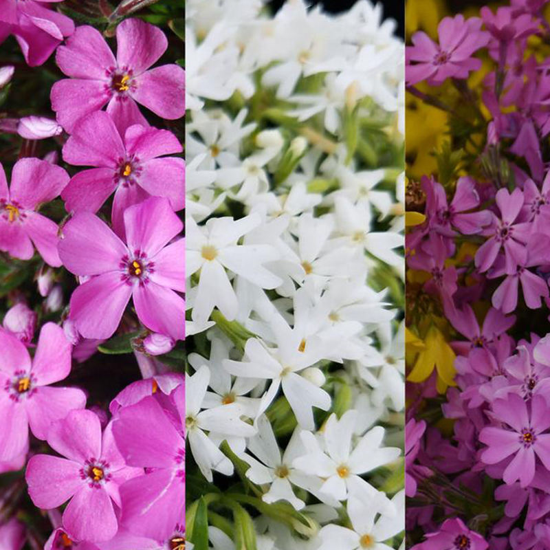 Medley Mix Phlox | Plant Addicts