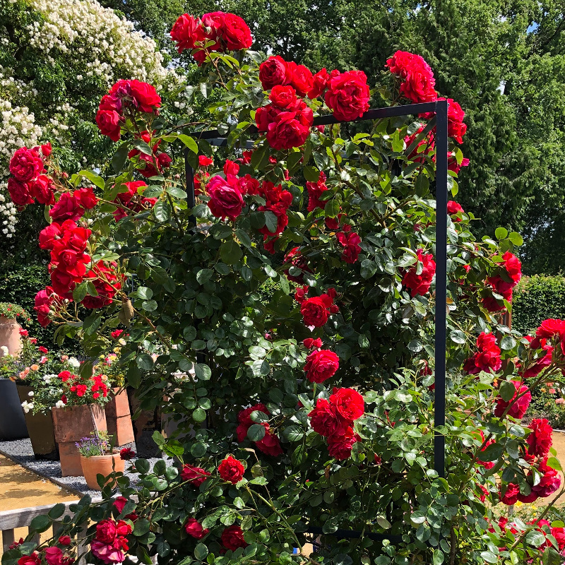 Arborose® Florentinaâ ¢ Climbing Rose | Plant Addicts