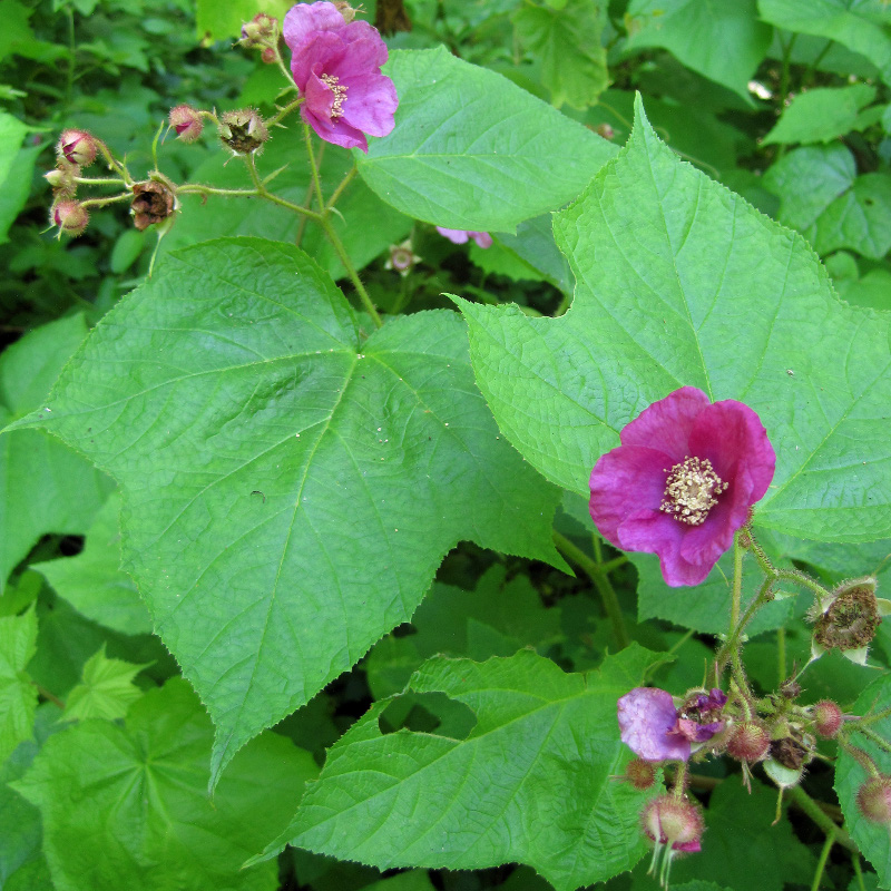 Purple Flowering Raspberry | Plant Addicts