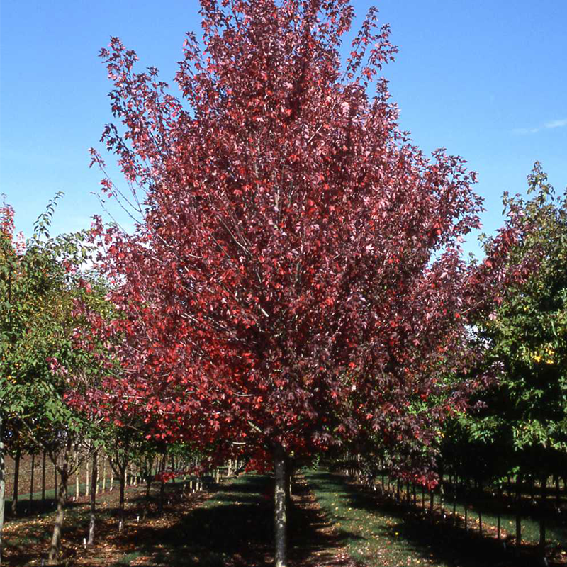 Redpointe® Red Maple | Plant Addicts