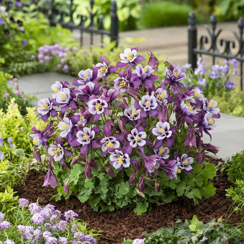 Earlybird Purple White Columbine | Plant Addicts