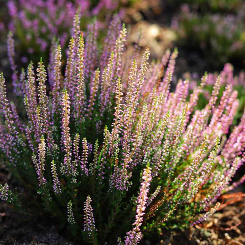 Common Scotch Heather | Plant Addicts
