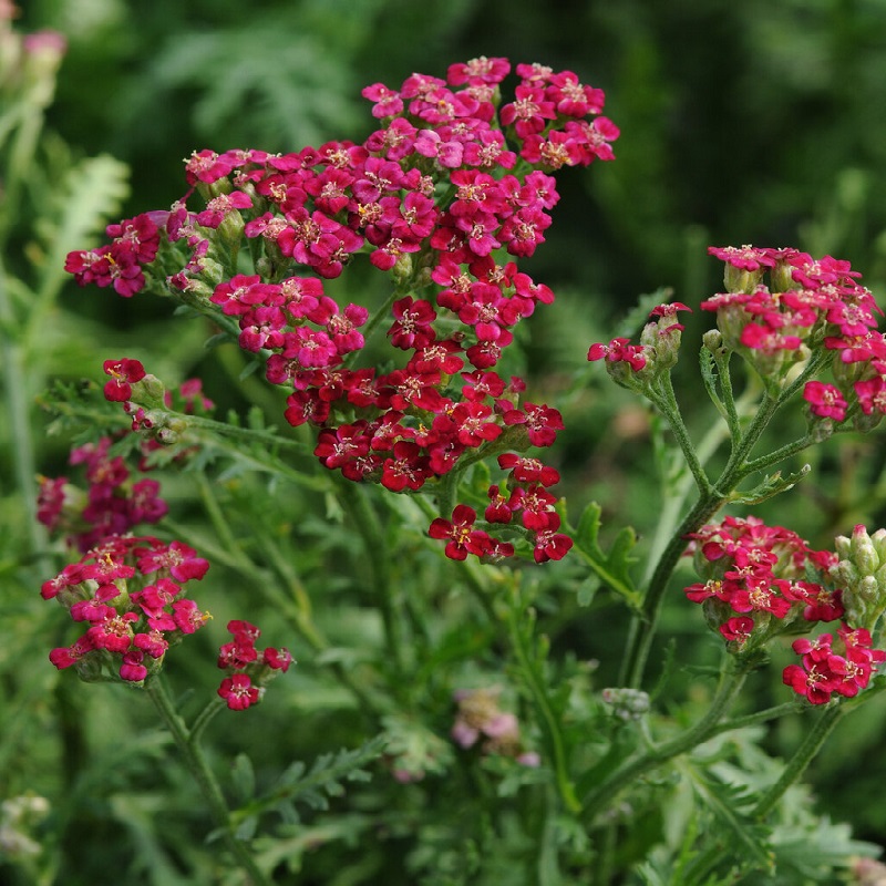 New Vintage™ Red Yarrow | Plant Addicts