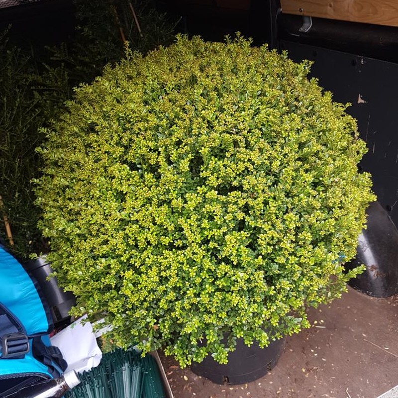 Lucky Marble Japanese Holly | Plant Addicts