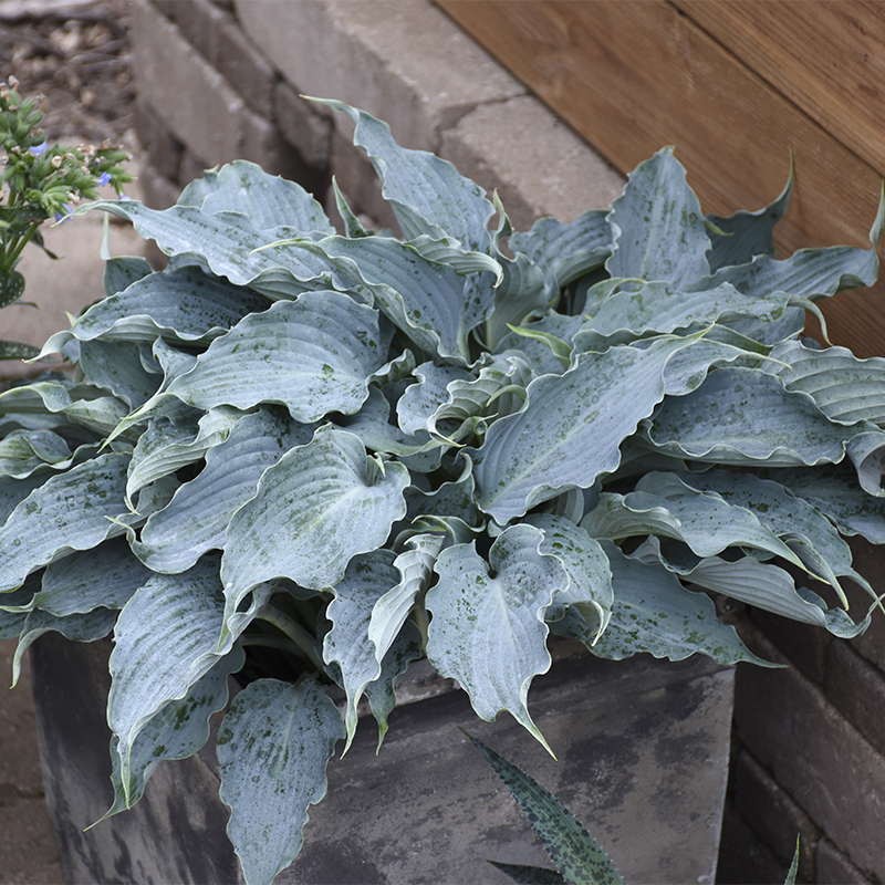 Shadowland® Waterslide Hosta | Plant Addicts