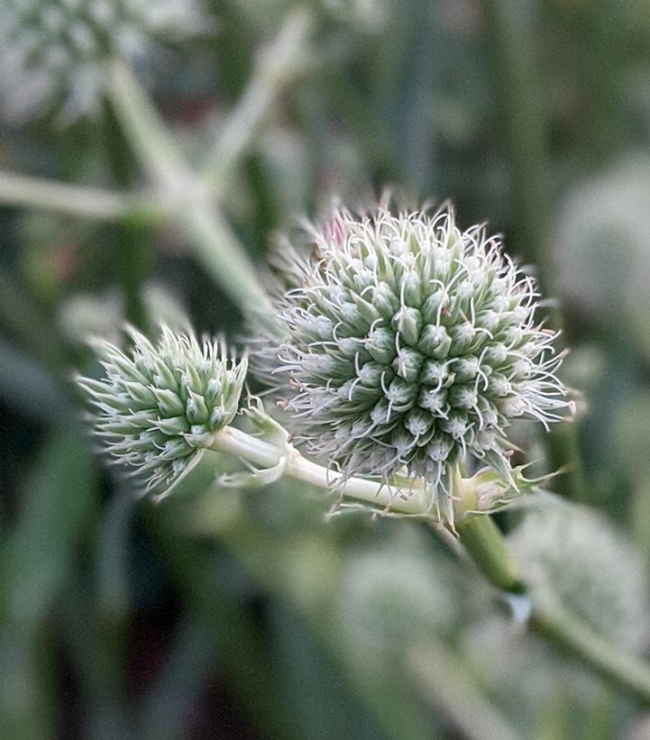 Rattlesnake Master | Plant Addicts