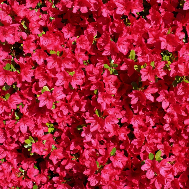 Tradition Azalea | Plant Addicts