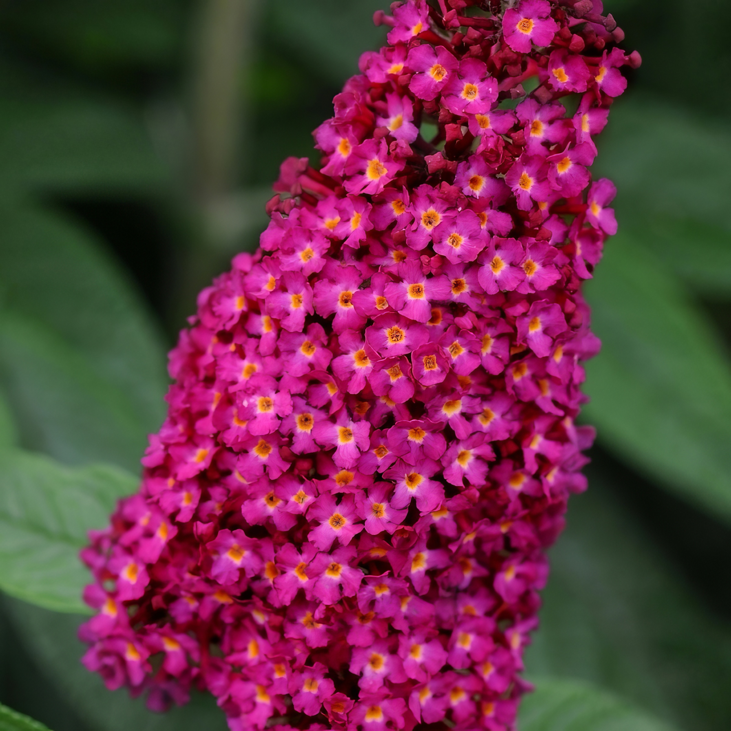 dark red buddleia