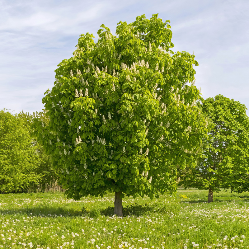 Chinese Chestnut Tree | Plant Addicts