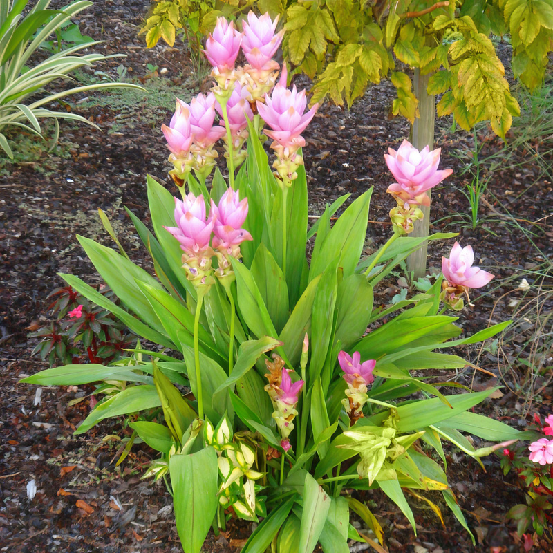 Curcuma | Plant Addicts