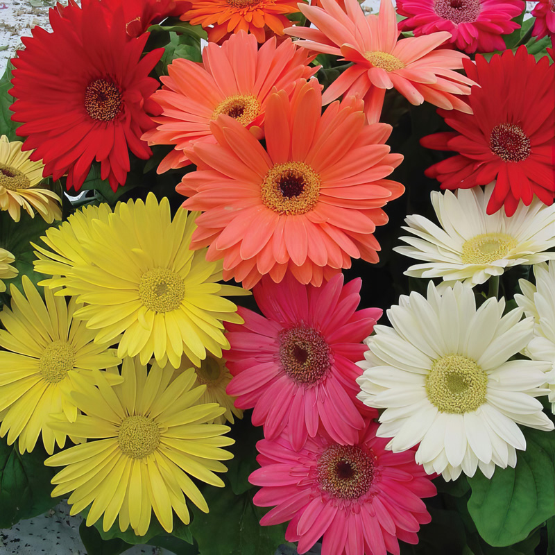 Gerbera Mega Revolution™ Daisy Mix | Plant Addicts