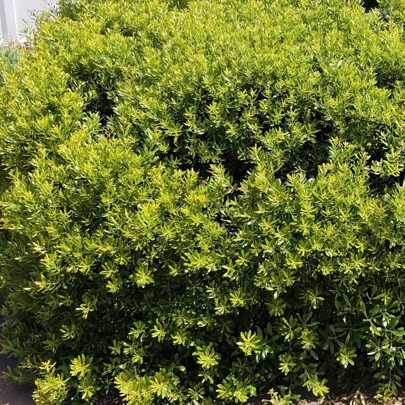 Dwarf Wax Myrtle | Plant Addicts