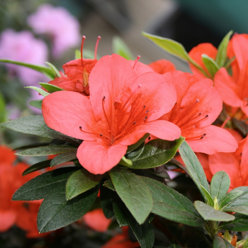 Orange Macrantha Azalea | Plant Addicts