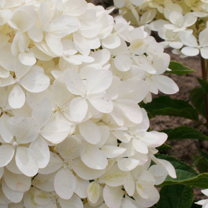 white diamonds hydrangea