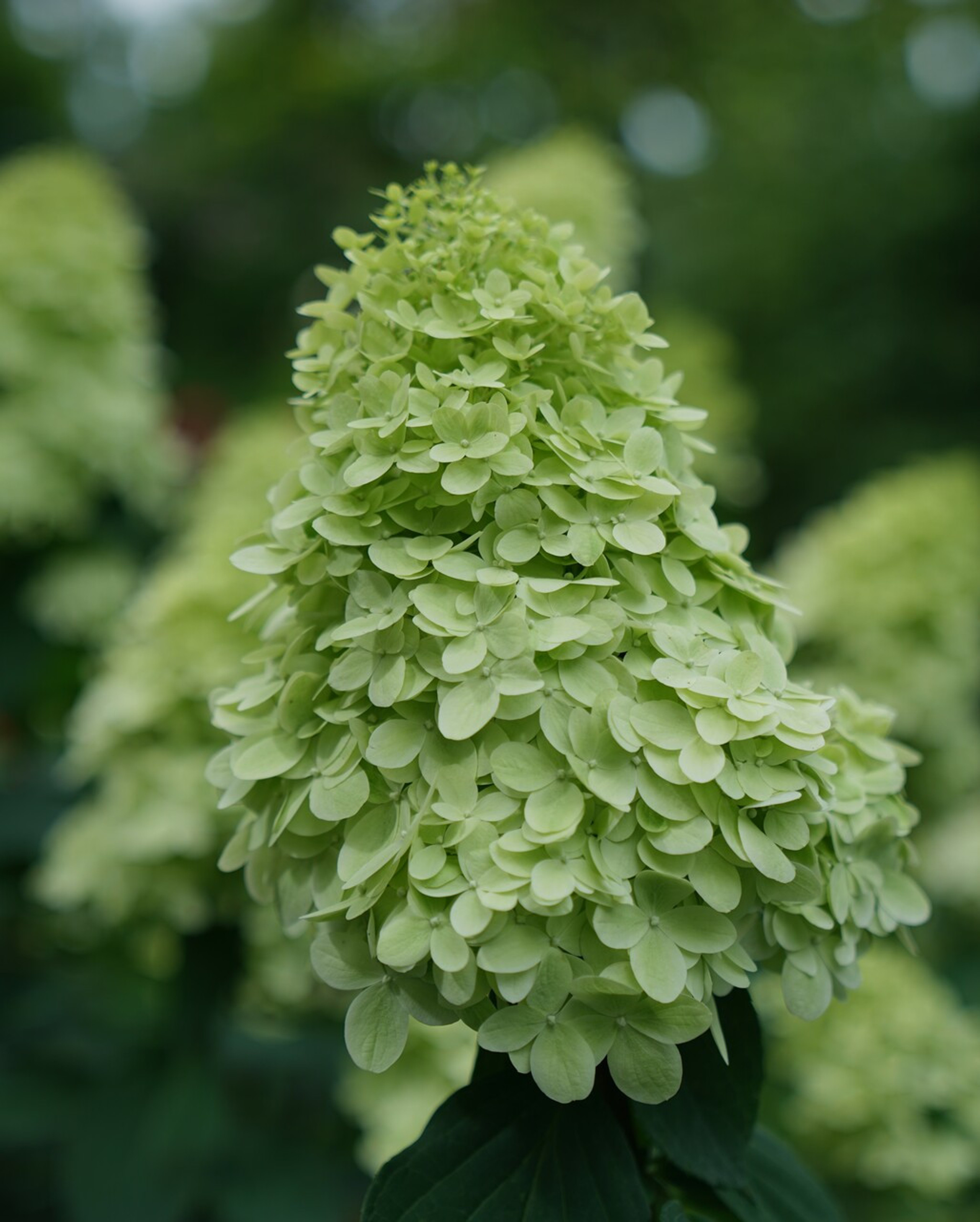 phantom hydrangea tree color