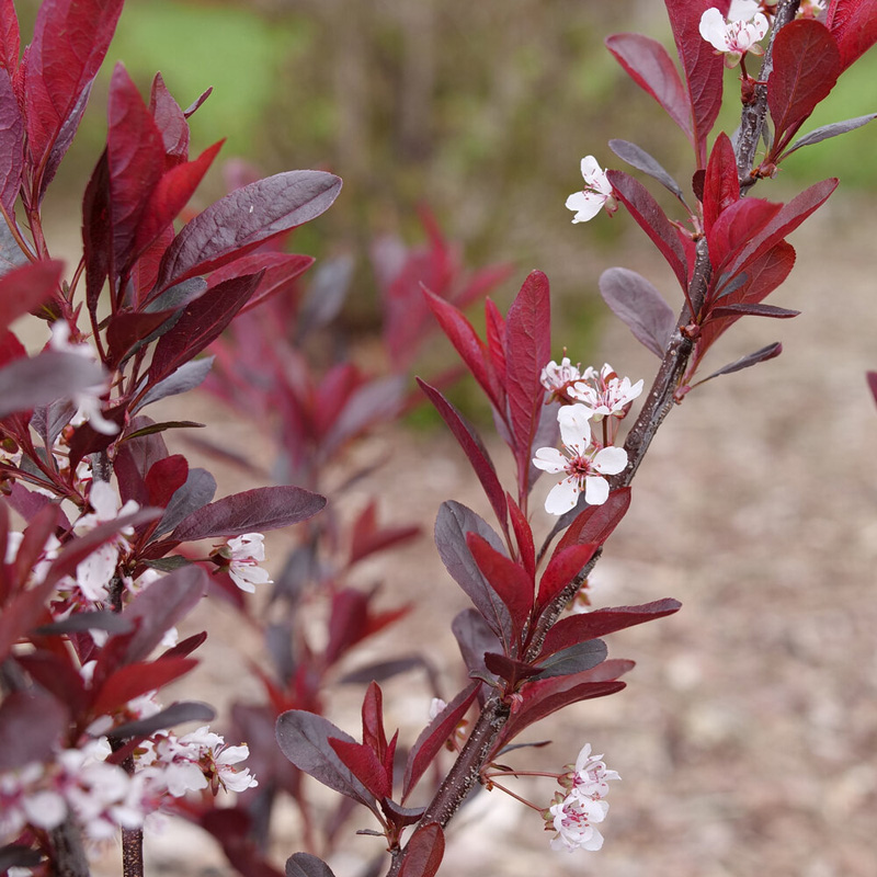 Stay Classy™ Purple Leaf Sand Cherry | Plant Addicts