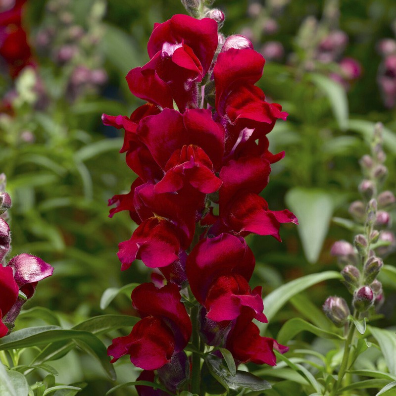 Snaptastic™ Red Snapdragon | Plant Addicts