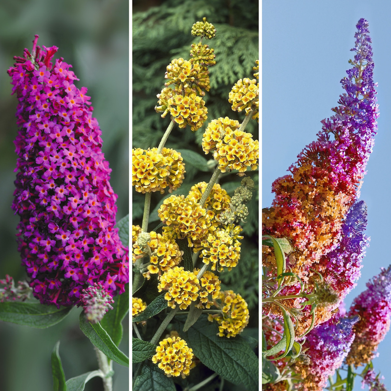 Colorful Butterfly Bush Collection | Plant Addicts