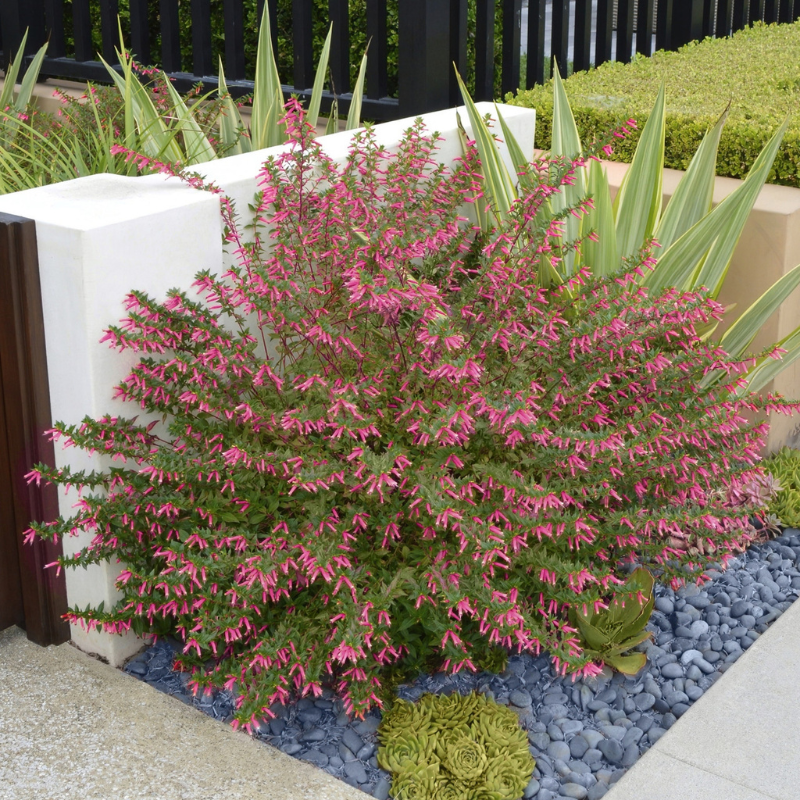 Starfire Pink Cuphea | Plant Addicts