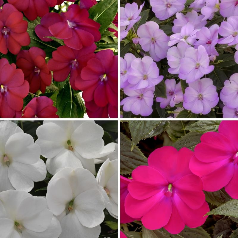 SunPatiens® Colorful Impatiens Collection | Plant Addicts