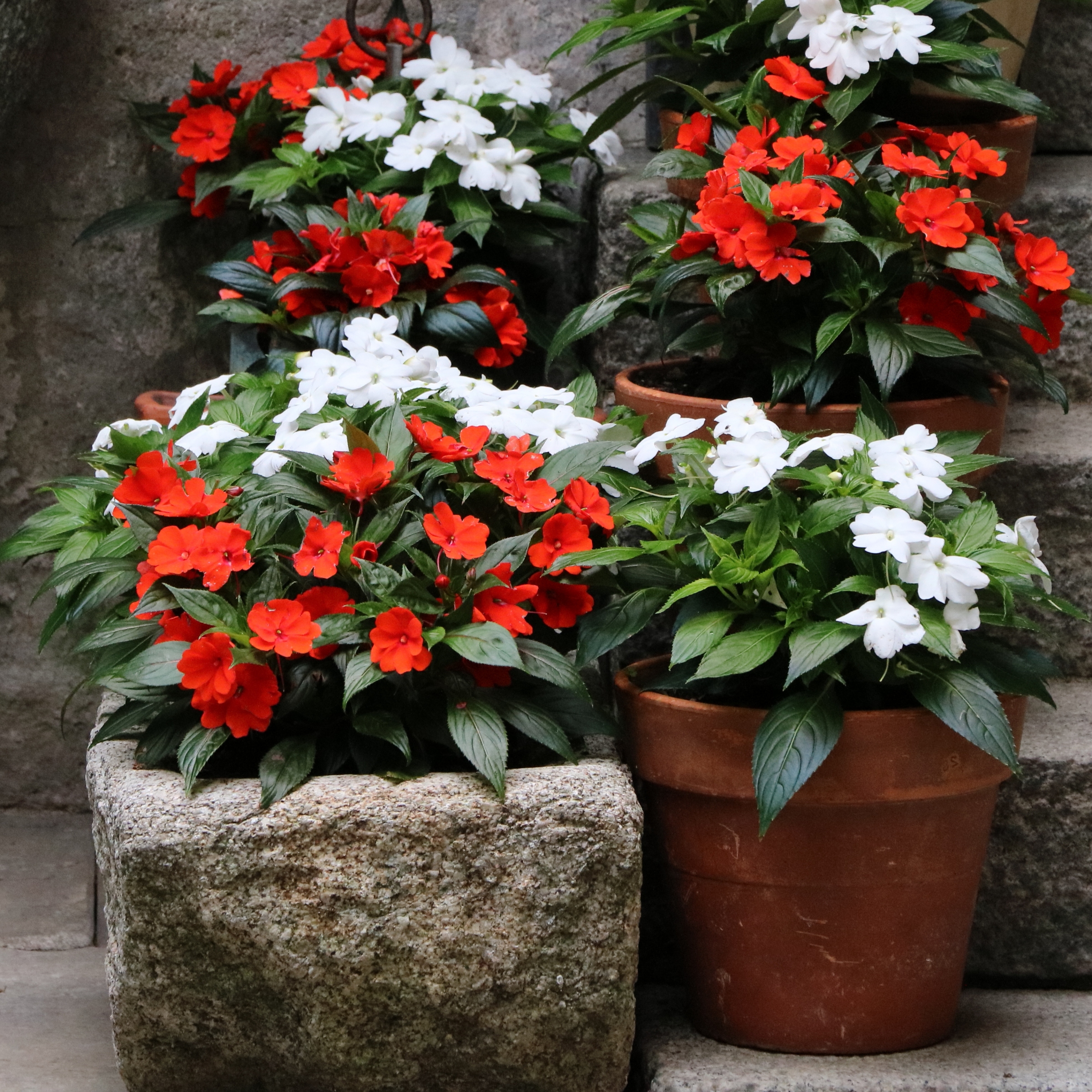Compact Sunpatiens Hot Coral SunPatiens® Compact Electric Orange