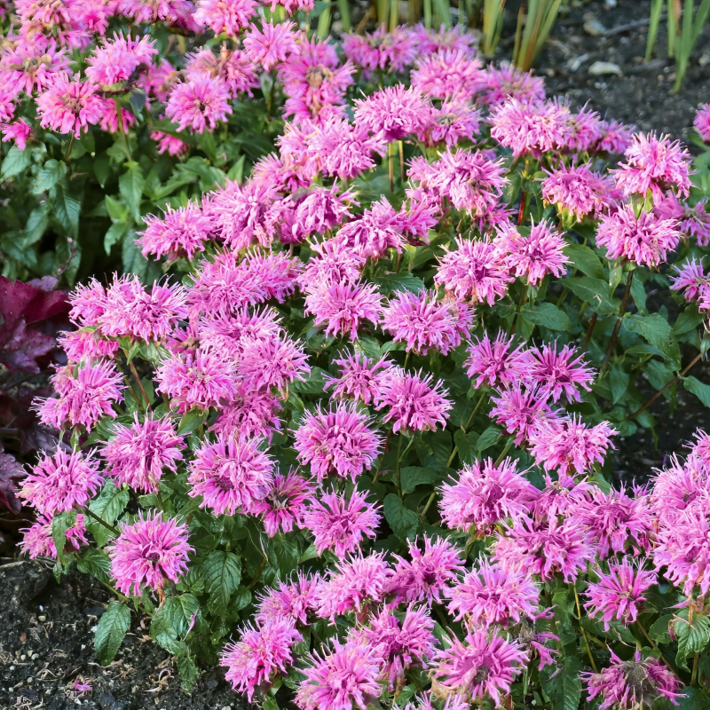 Bee-Mine™ Pink Bee Balm | Plant Addicts