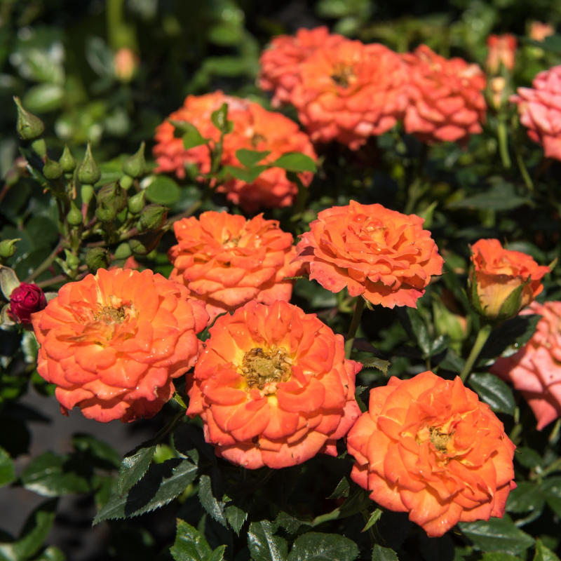 Sunblaze® Mandarin Miniature Rose | Plant Addicts