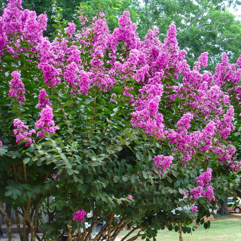 Enduring Fuchsia™ Crape Myrtle | Plant Addicts