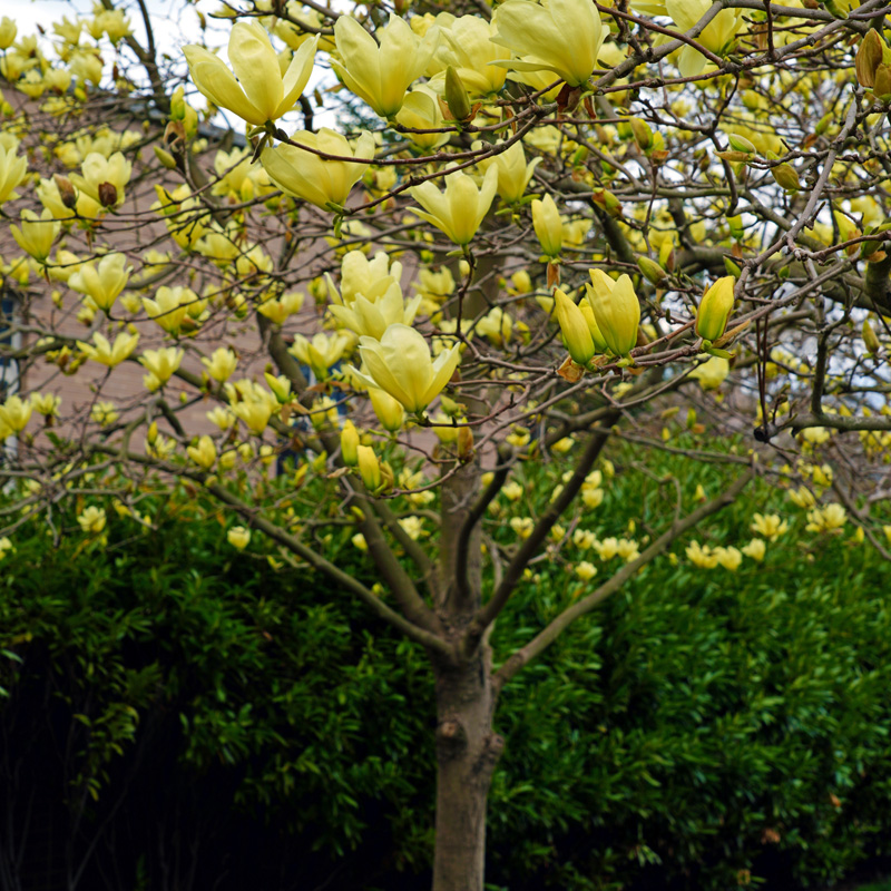 Yellow Bird Magnolia Tree | Plant Addicts