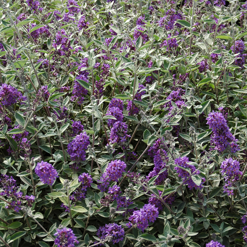 Blue Heaven Butterfly Bush | Plant Addicts