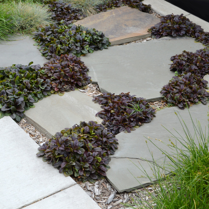 Burgundy Glow Ajuga | Plant Addicts
