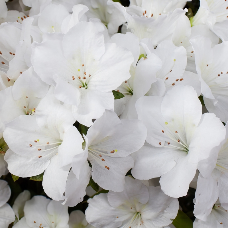 Girard's Pleasant White Evergreen Azalea | PlantAddicts.com