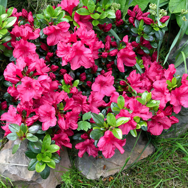 Red Ruffles Azalea | PlantAddicts.com