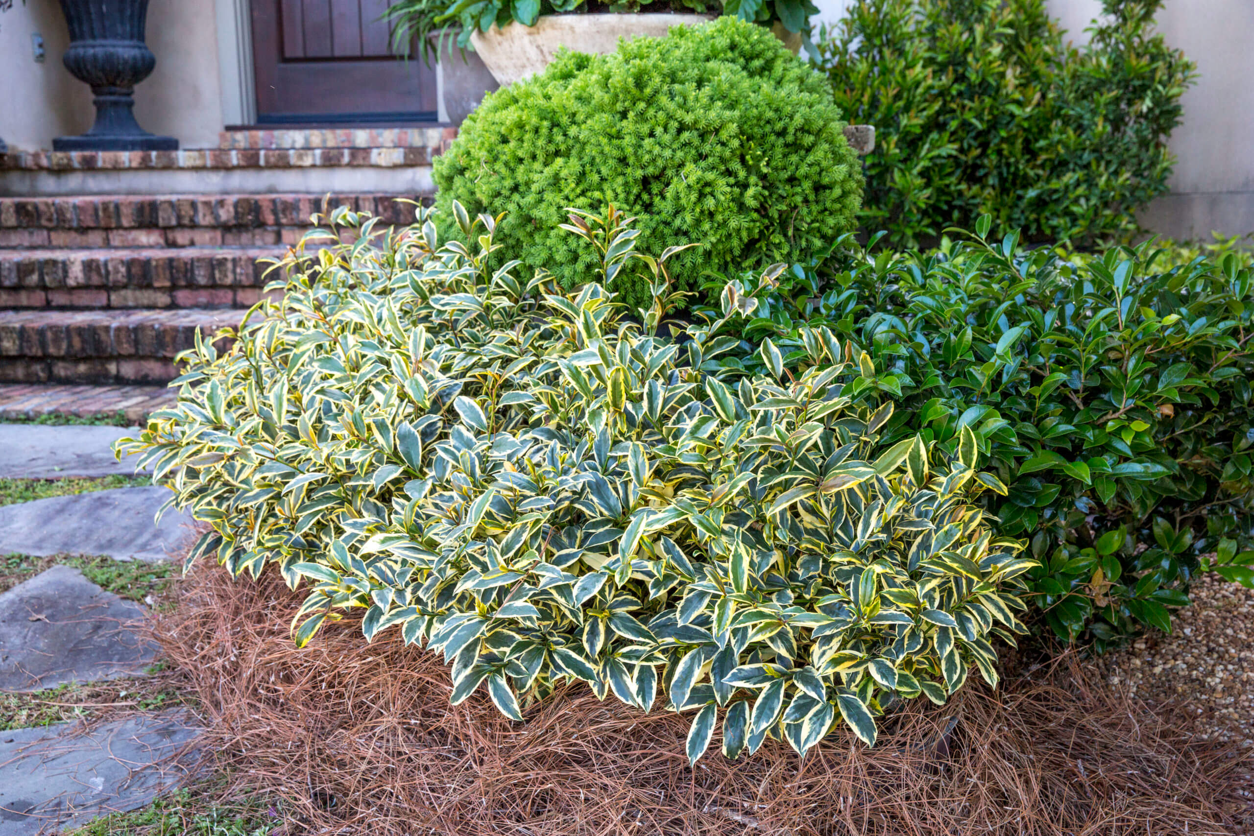 Cleyera Shrub