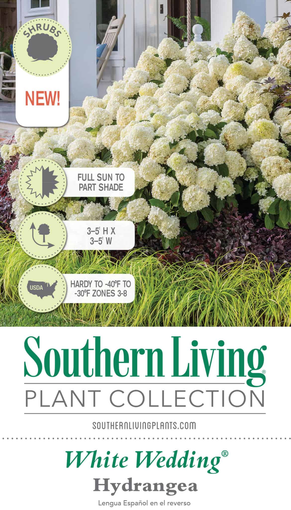 white hydrangea shade