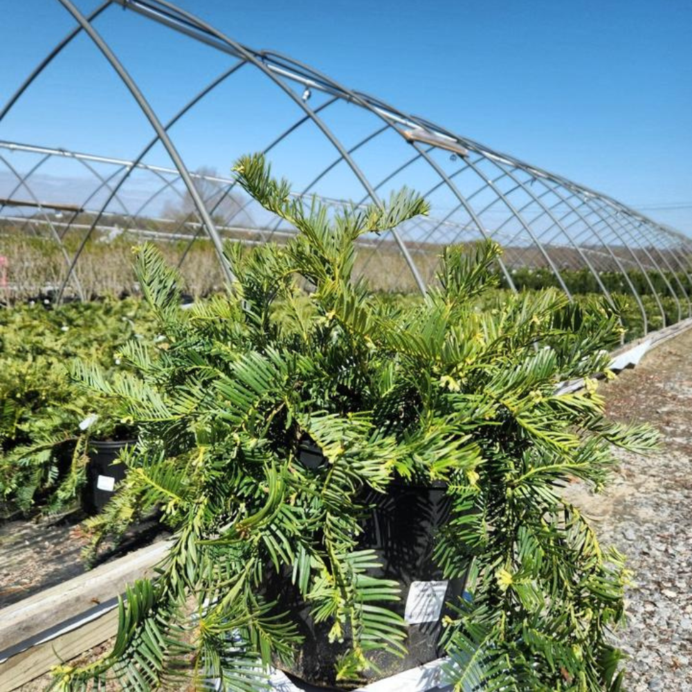 Japanese Plum Yew Prostrata