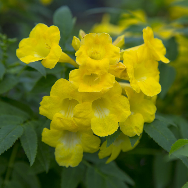 Lydia Tecoma | PlantAddicts.com