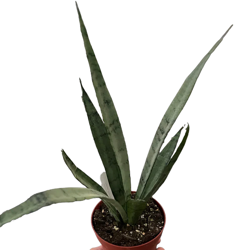 Silver Princess Snake Plant | Plant Addicts