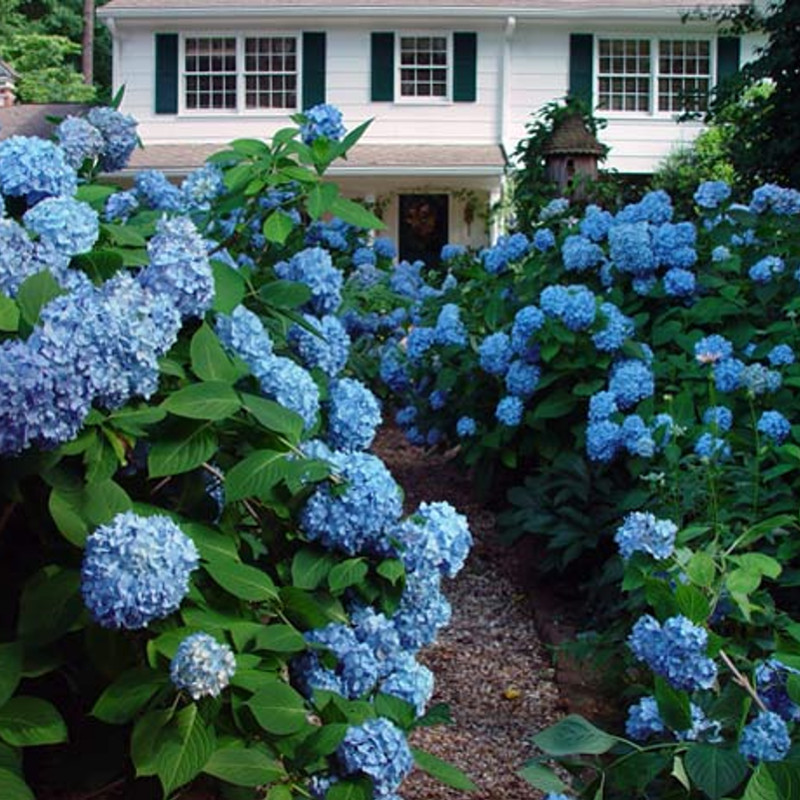 Penny Mac Hydrangea | Plant Addicts