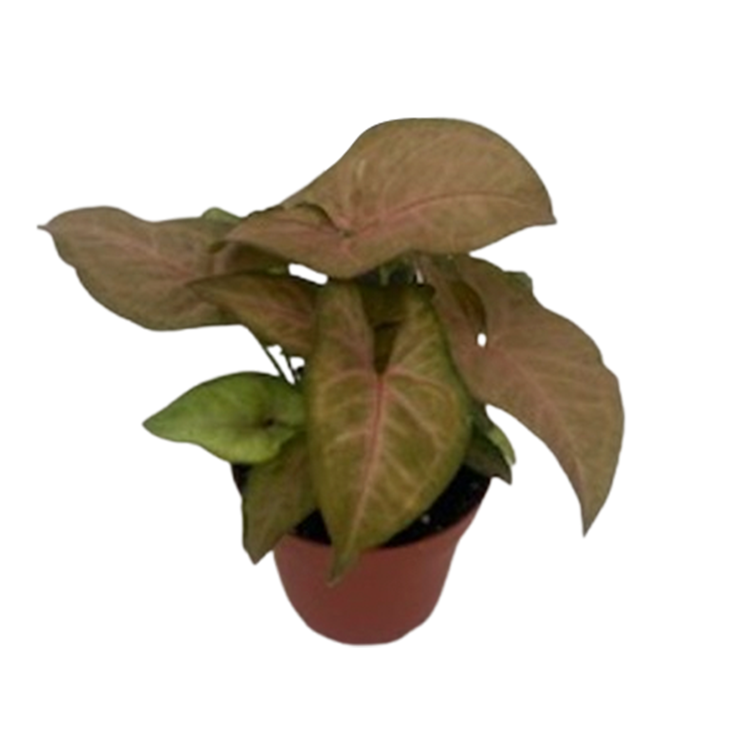 Regina Red Arrowhead Vine | Plant Addicts