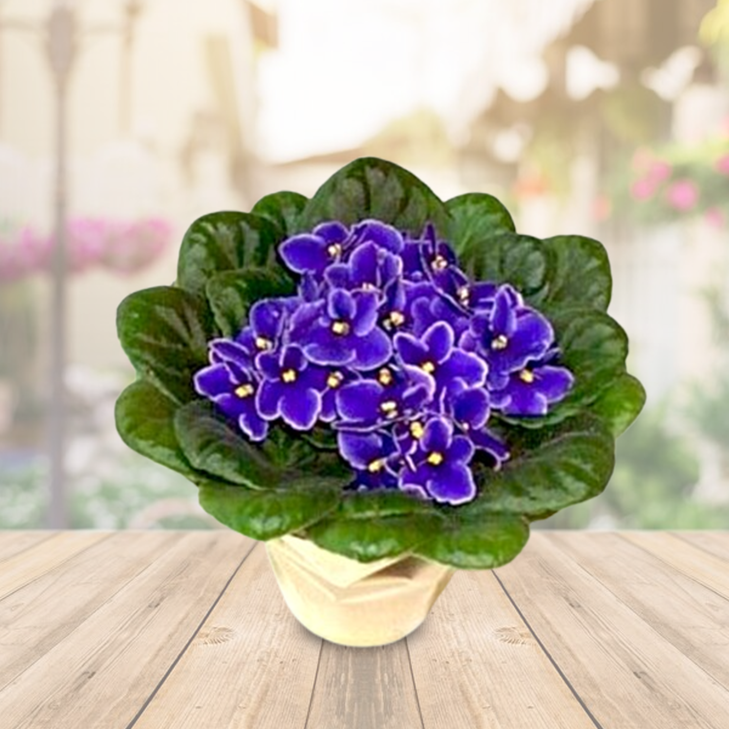 african violet