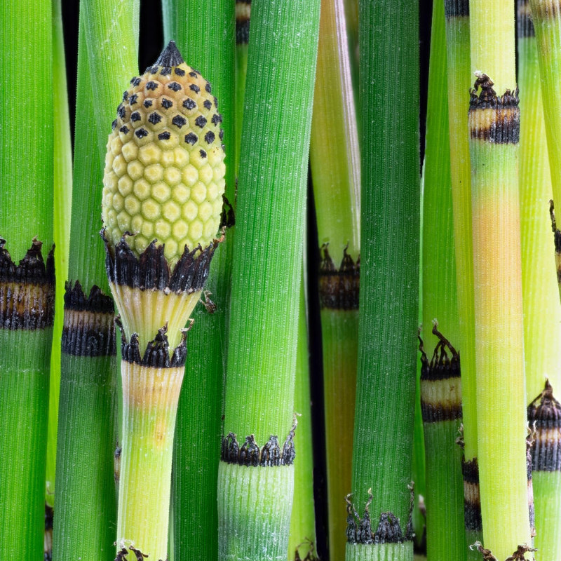 Native Horsetail Reed | Plant Addicts