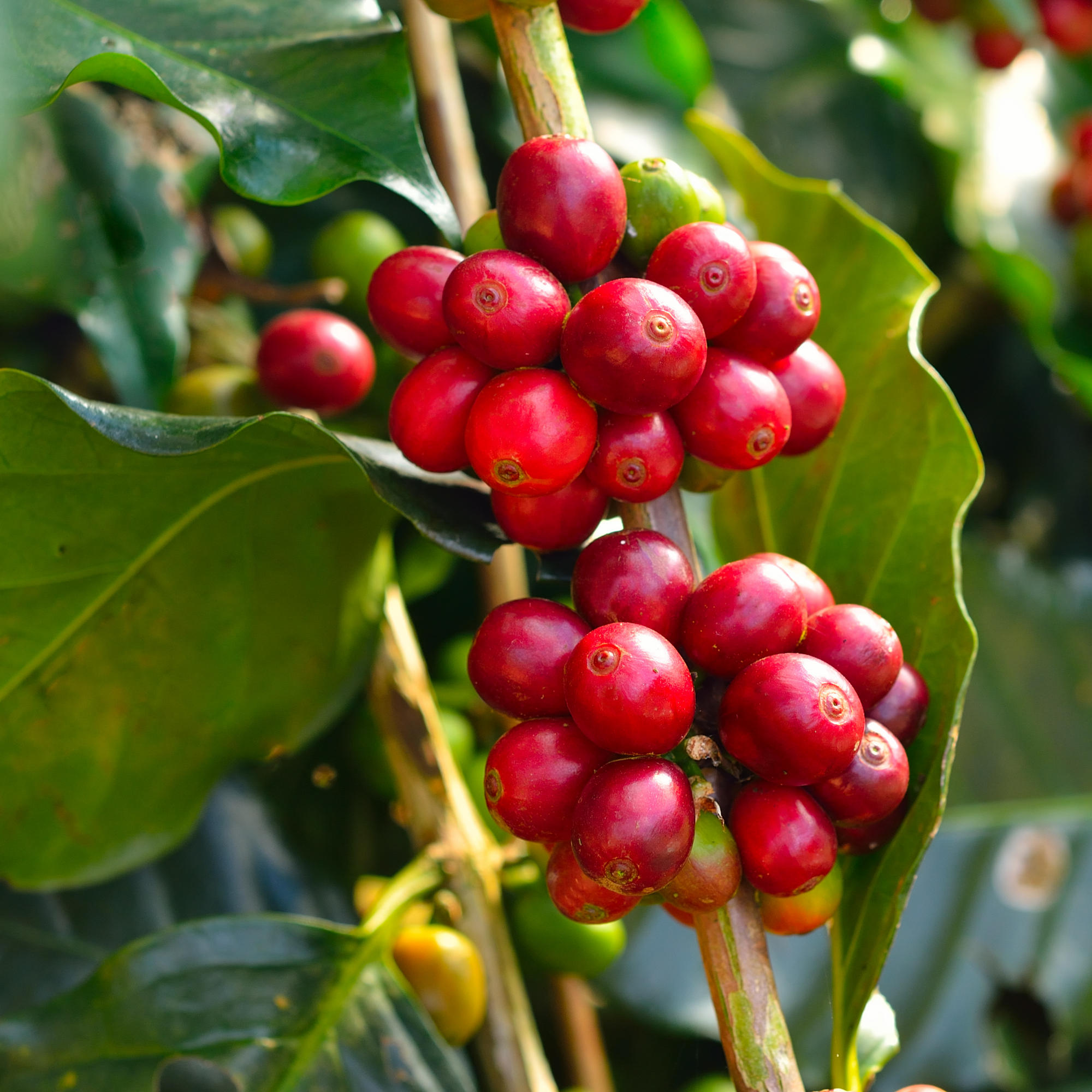 coffee bean plant