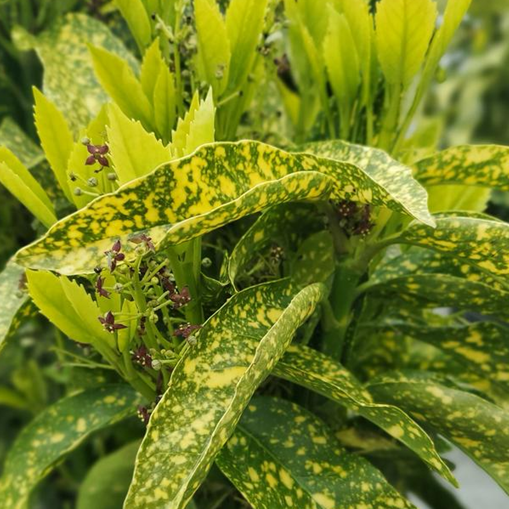 Gold Dust Aucuba Plant | Plant Addicts