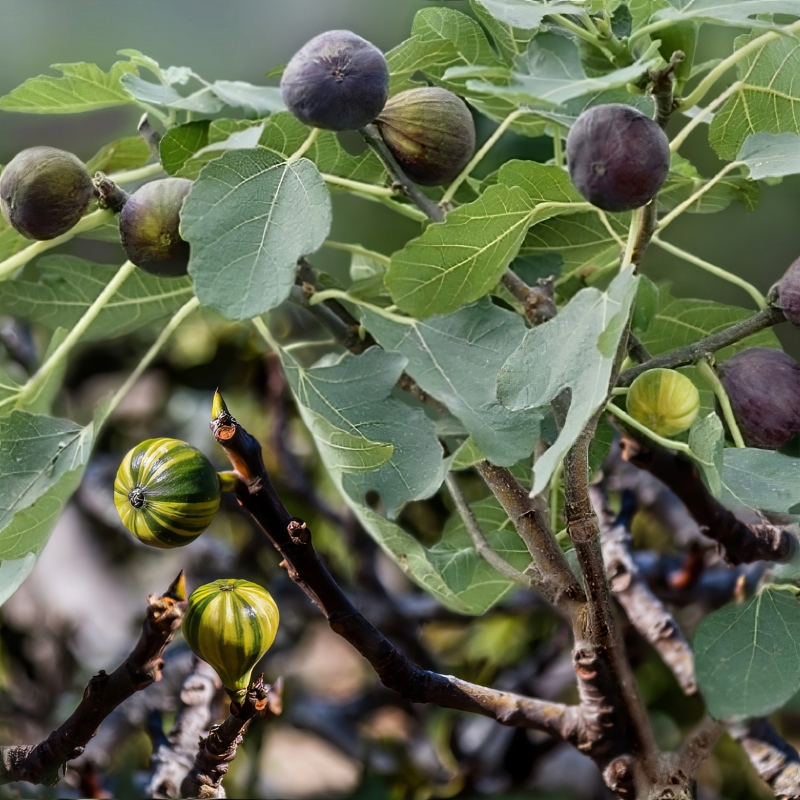 Tiger Fig Tree | Plant Addicts