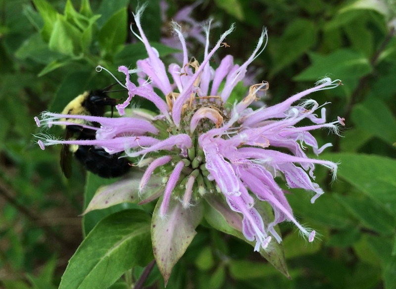 Bee Balm Pests | Plant Addicts