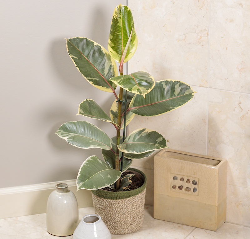 Ficus Care | Plant Addicts