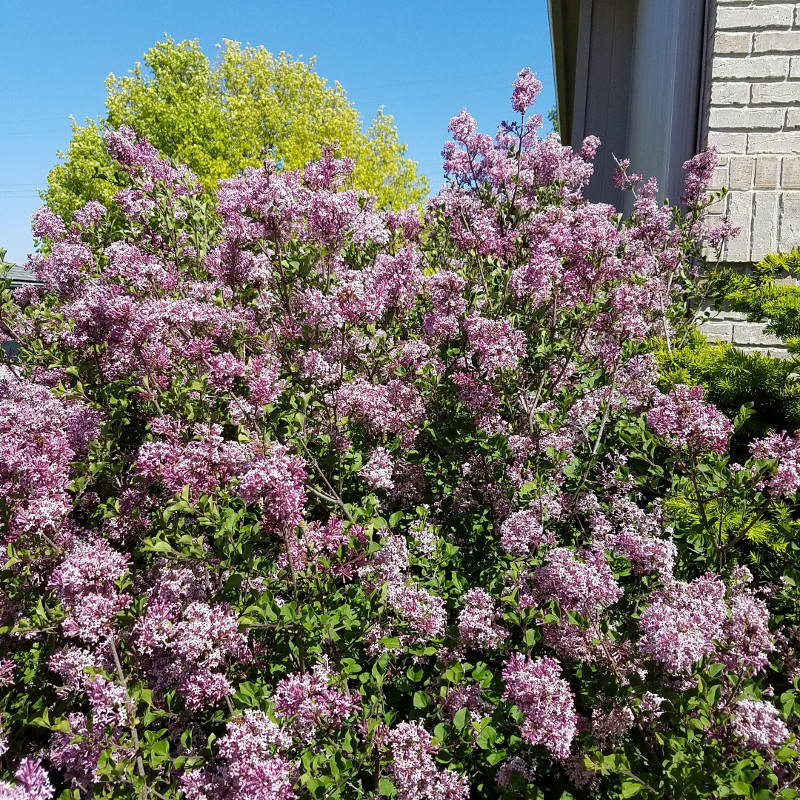 Pruning Lilacs | Plant Addicts