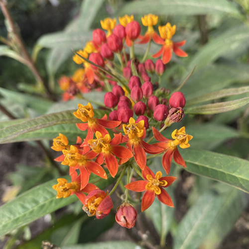 Apollo Orange Milkweed | Plant Addicts